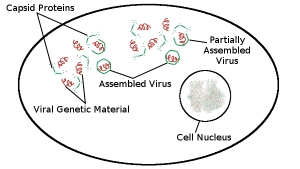 How Do Viruses Work? – FAQ Bite